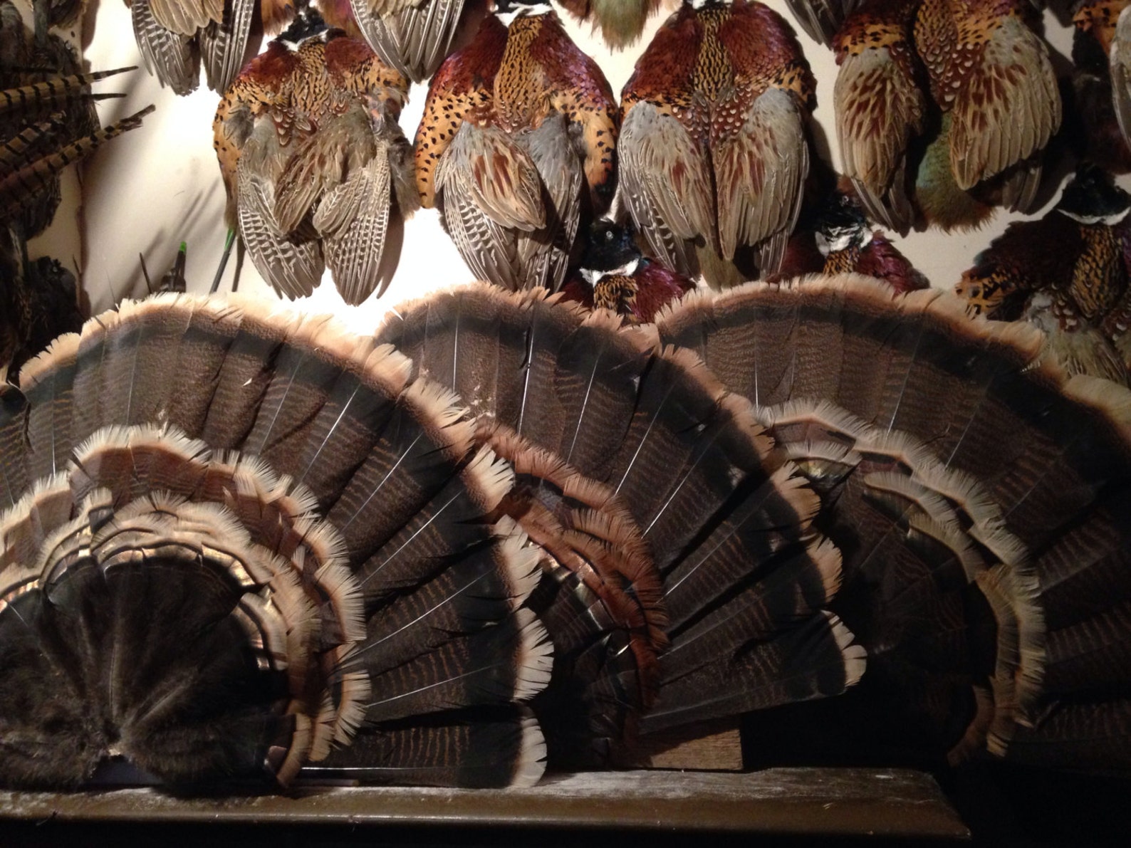 Wild Turkey Tail Fan -- Feathers - Etsy