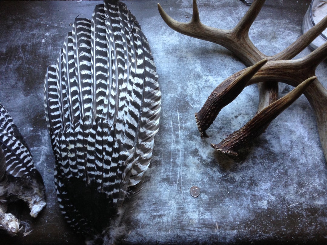 Wild Turkey Wing -- Primary Flight Feathers -- Free Shipping* - Etsy