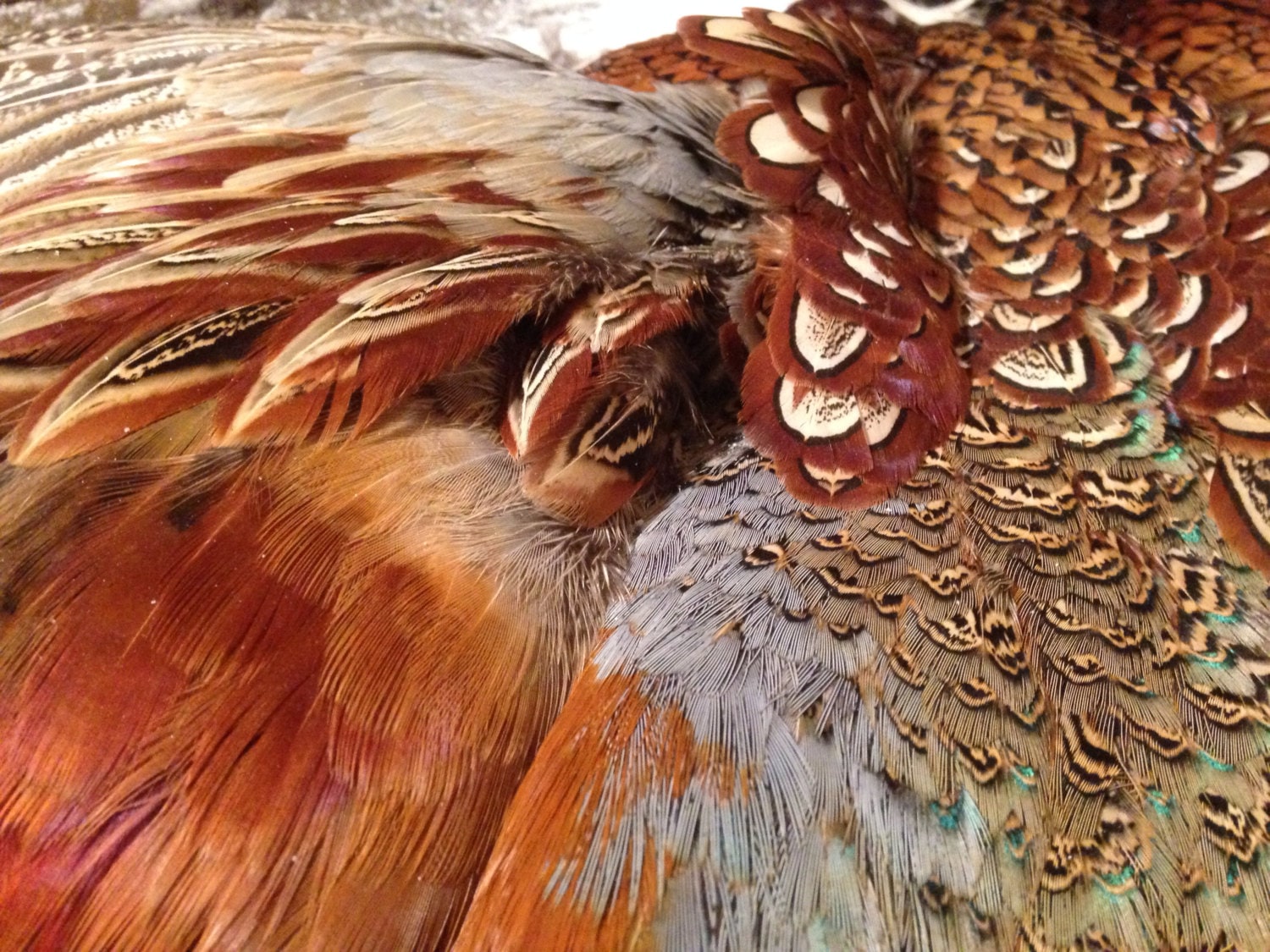 Wild Manchurian Ringneck Pheasant Feathers -- Pelt -- Skin -- Hide - Etsy