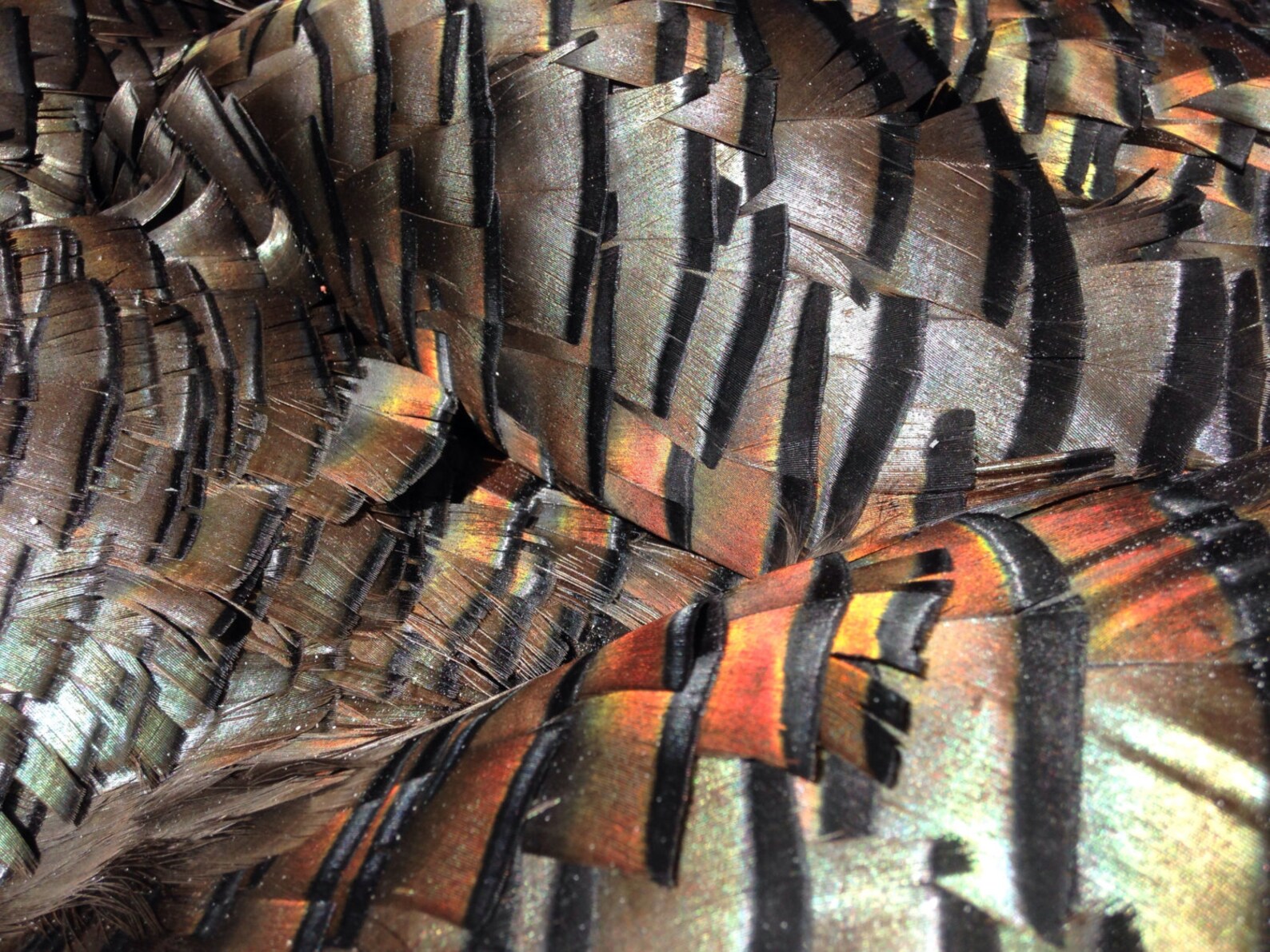Wild Turkey Pelt -- Feathers -- Skin -- Free Shipping* - Etsy