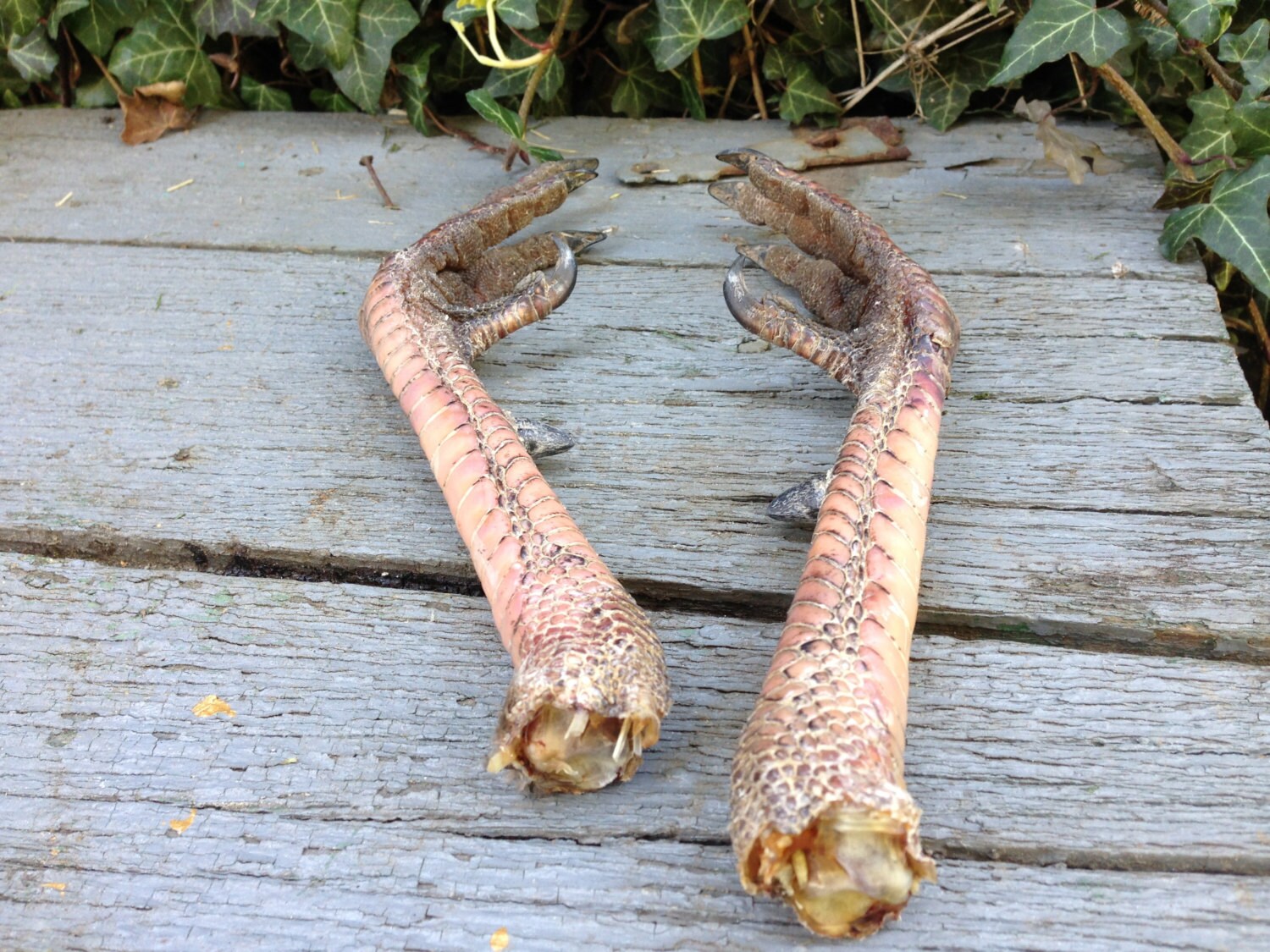 Wild Turkey Feet - Etsy