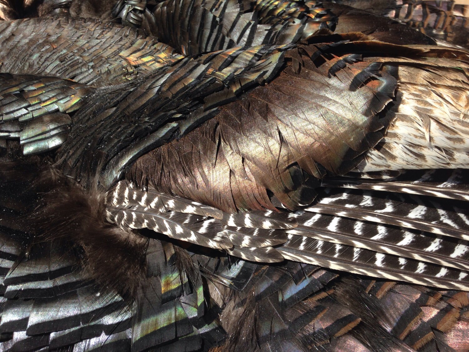 Wild Turkey Pelt -- Feathers -- Skin -- Free Shipping* - Etsy