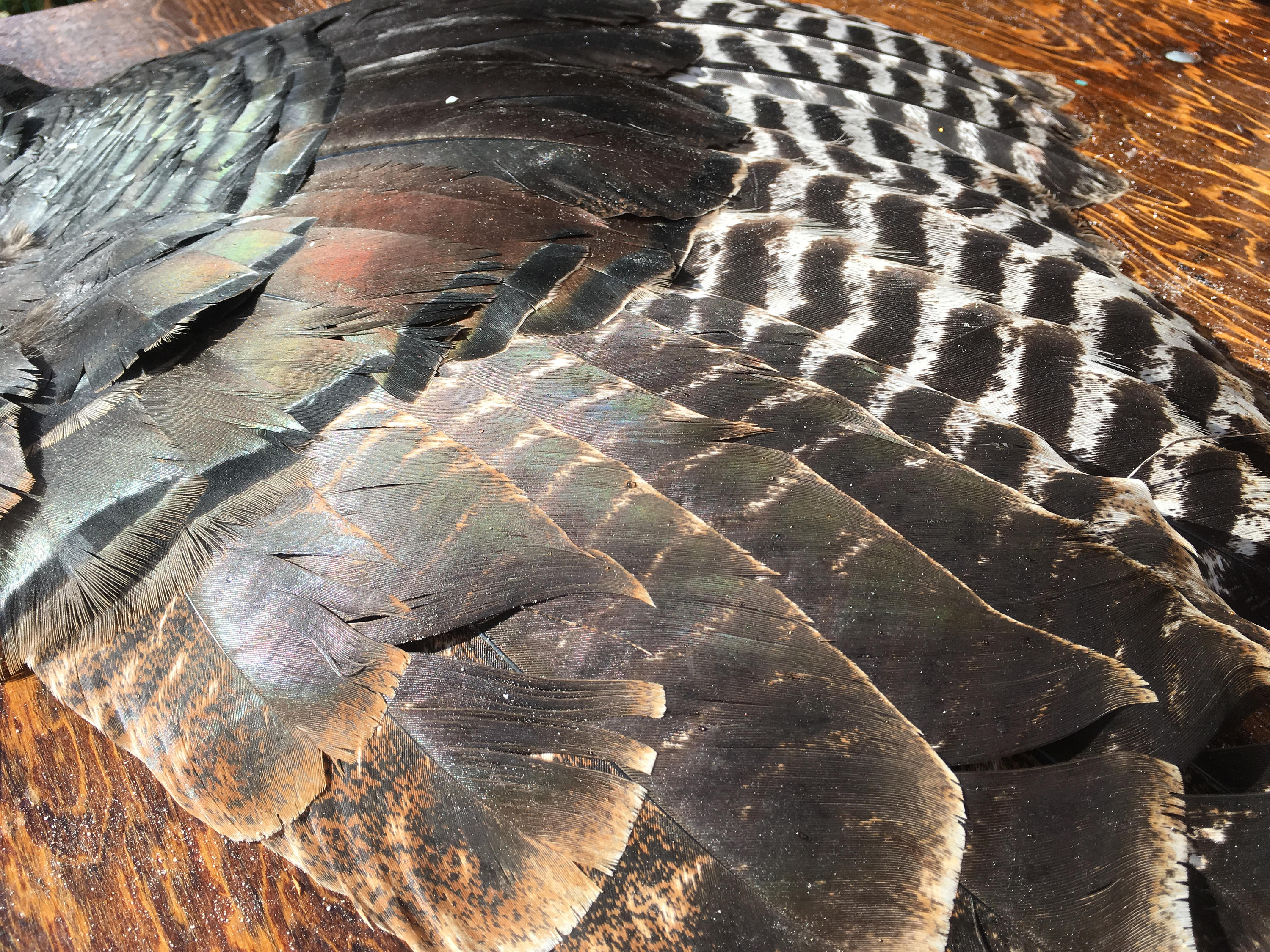 Turkey Wing - Wild Turkey Feathers - Secondary Wing Feathers - Bird ...