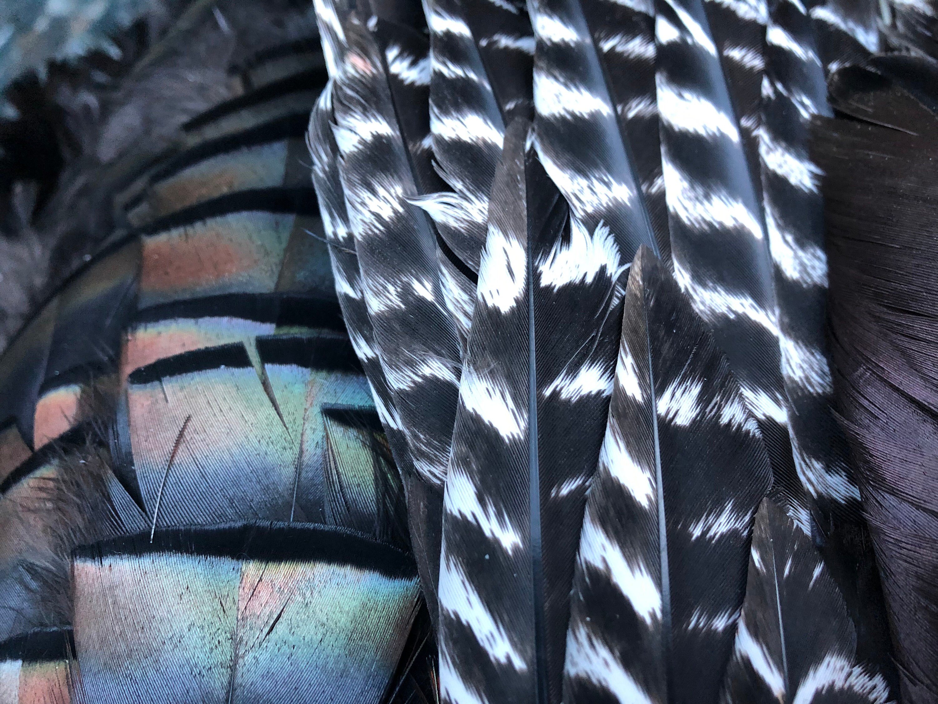 Wild Turkey Pelt -- Feathers -- Skin -- Free Shipping* - Etsy