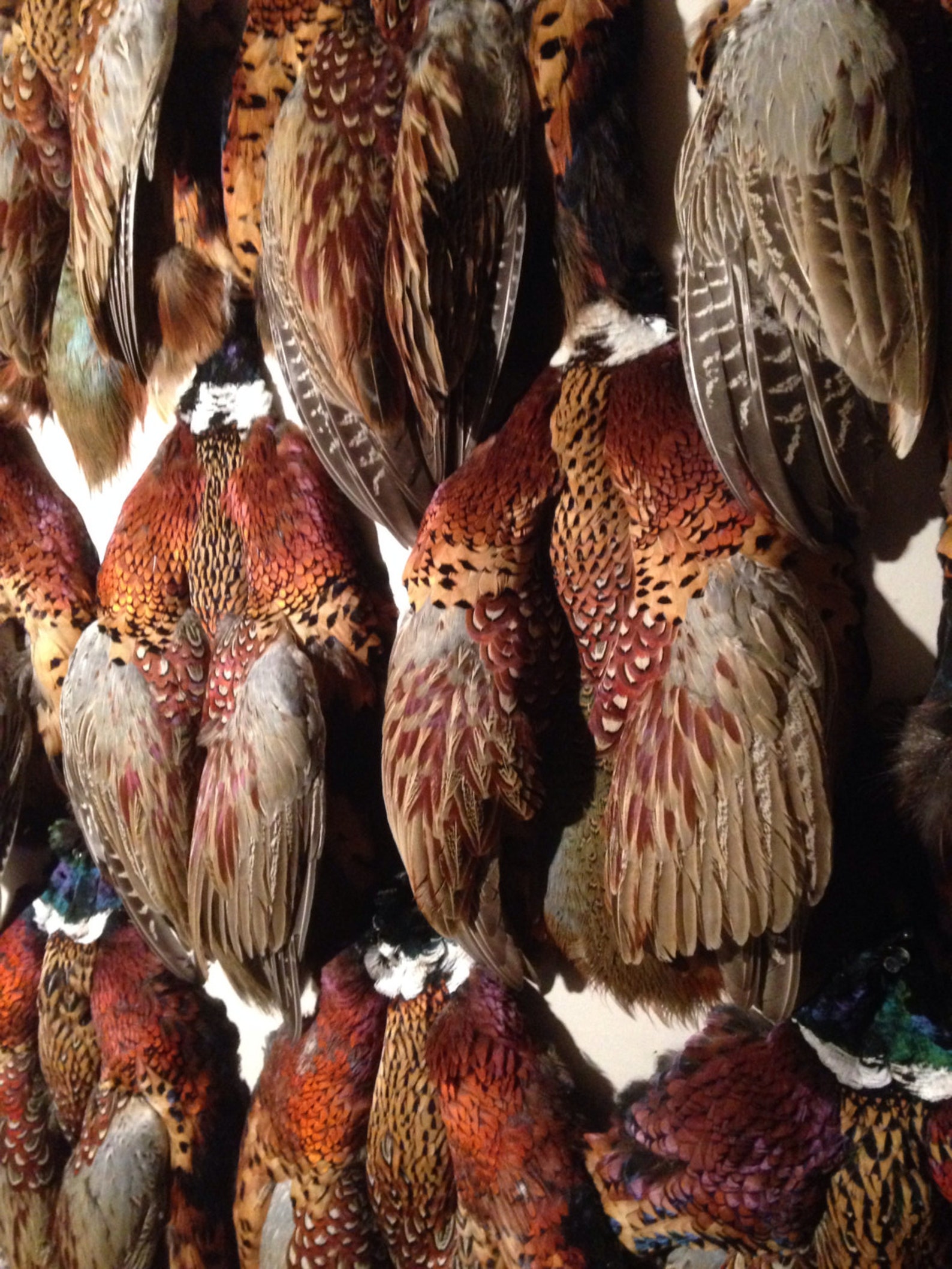 Wild Manchurian Ringneck Pheasant Feathers -- Pelt -- Skin -- Hide - Etsy