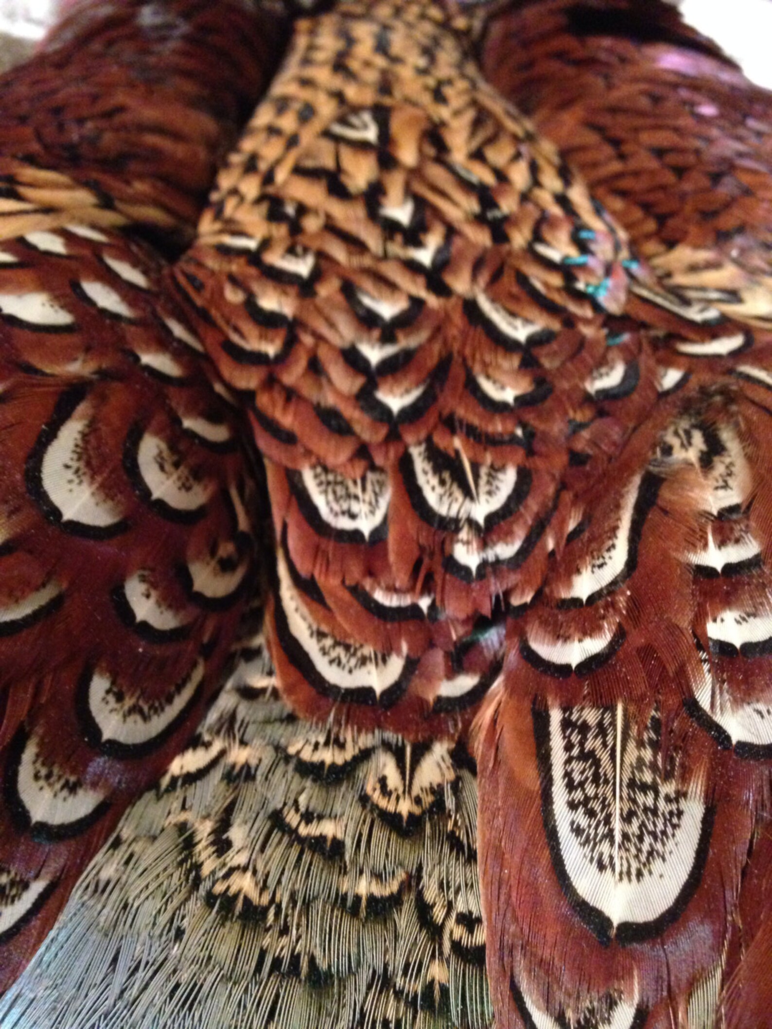 Wild Manchurian Ringneck Pheasant Feathers -- Pelt -- Skin -- Hide - Etsy