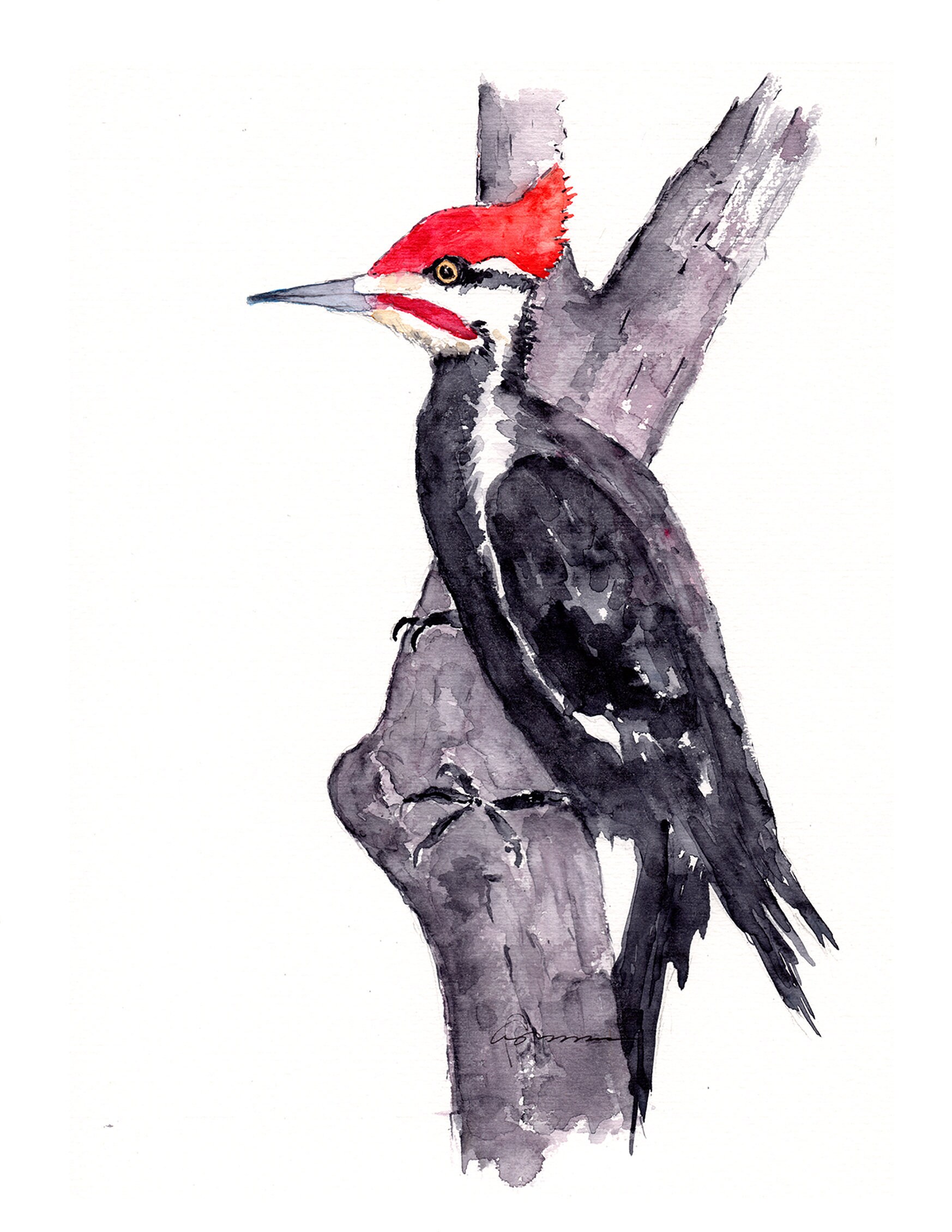 Pileated Woodpecker Drawing