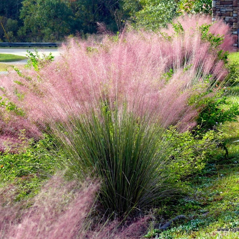 Pink Muhly Grass - Etsy