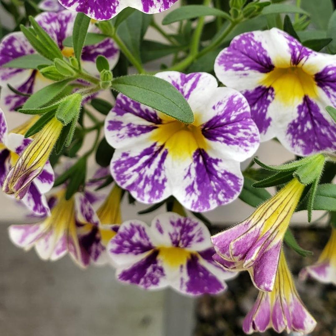 Calibrachoa Candy Shop Grape Splash, Million Bells, 2 Live Plants ...