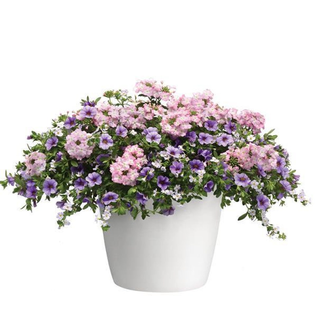 2 Trixiliner Blueberry Parfait, 6 Live Plants in 2 Pots, Annual - Etsy