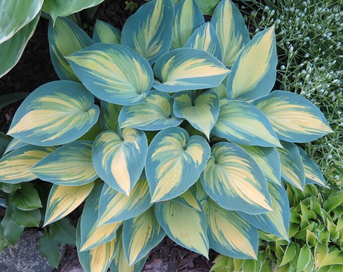 Hosta "june" - Etsy