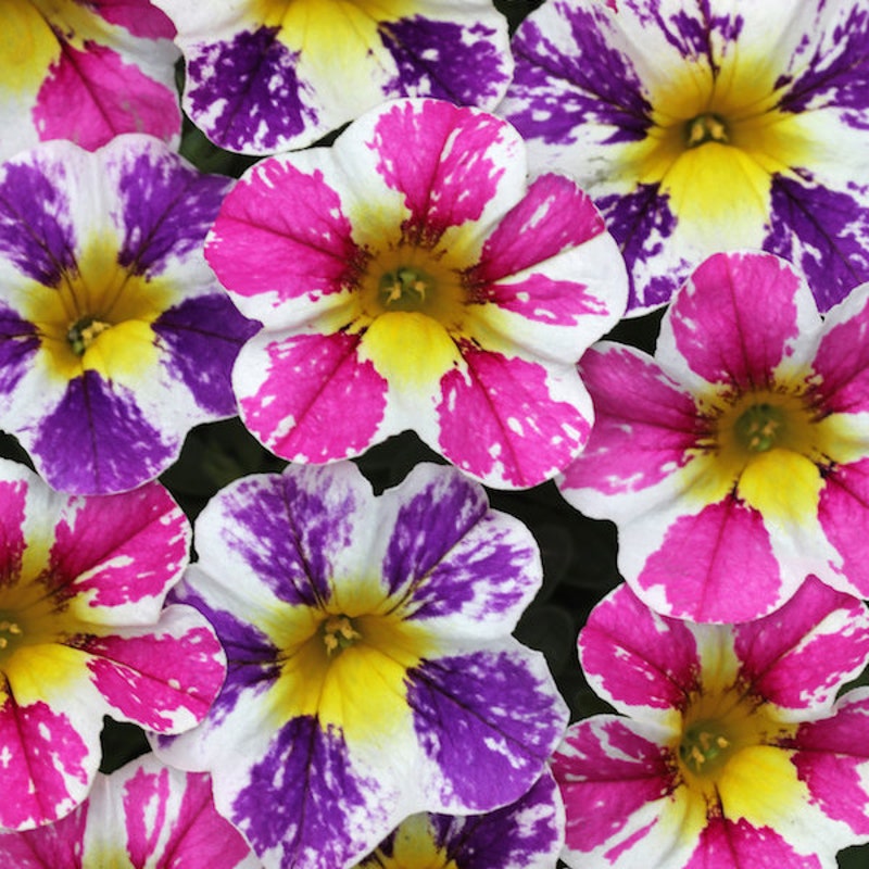 Calibrachoa Seeds - Etsy