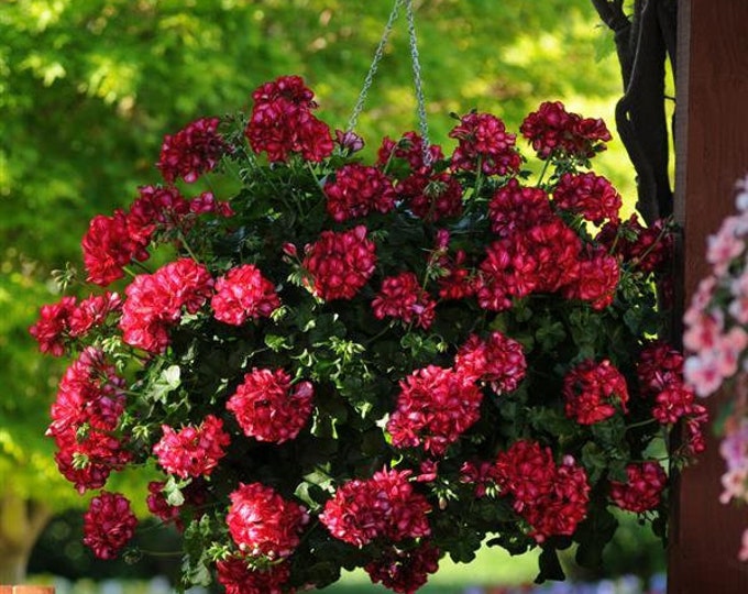 Geranium, Ivy League Cherry Blossom - Etsy