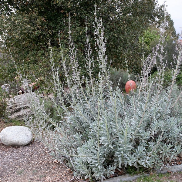 White Sage Bundle - Etsy