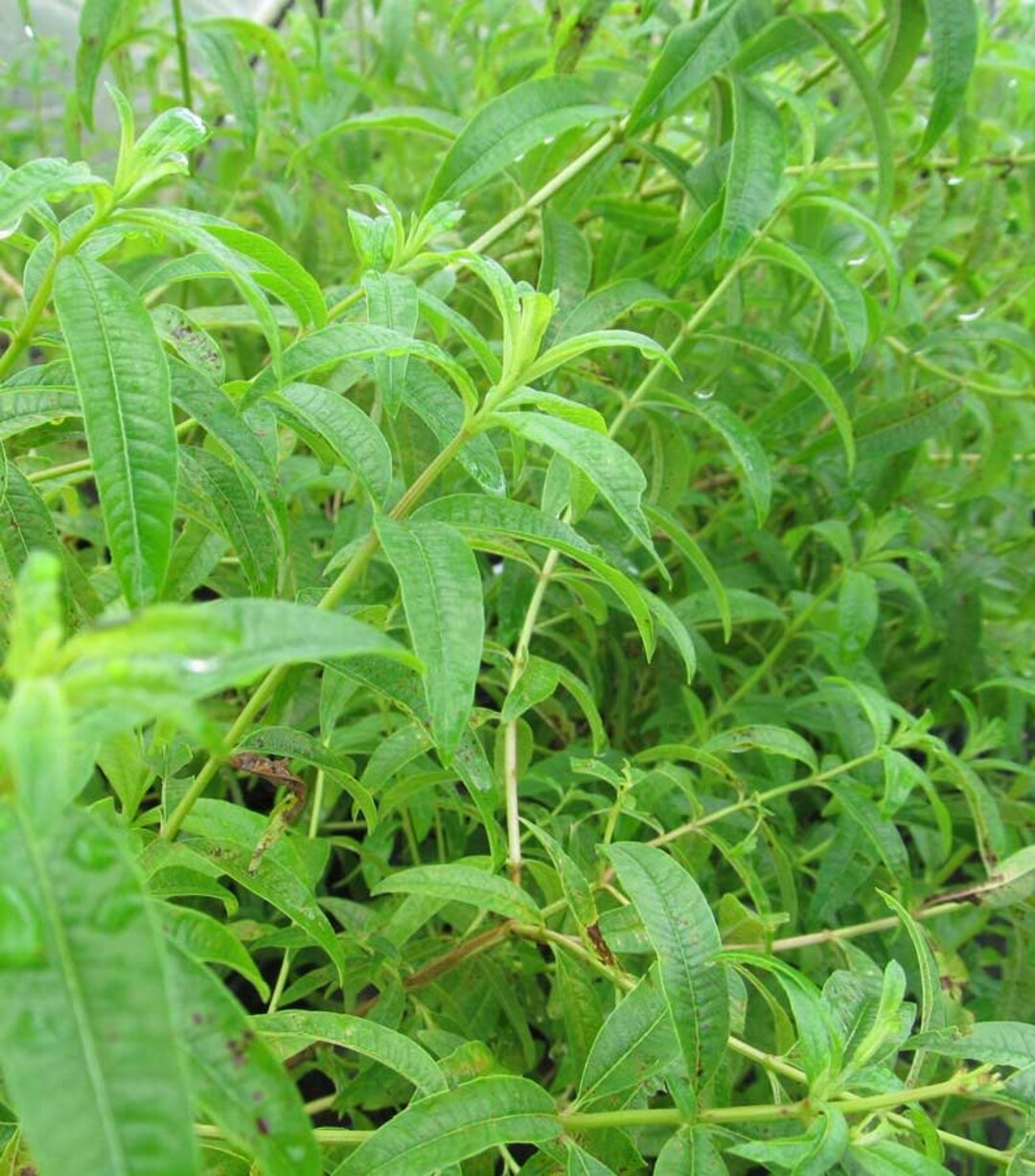 Live Herb Plant Lemon Verbena - Etsy