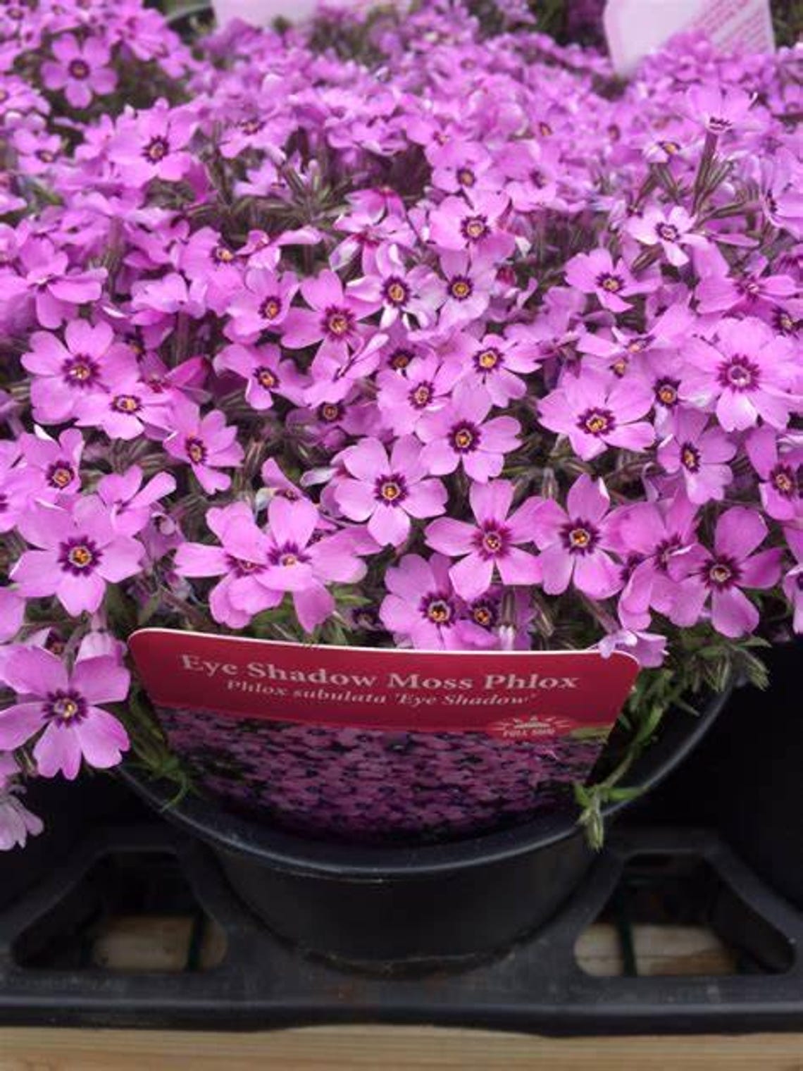 Phlox Subulata Creeping Eye Shadow, 2 Live Plants, Perennial - Etsy