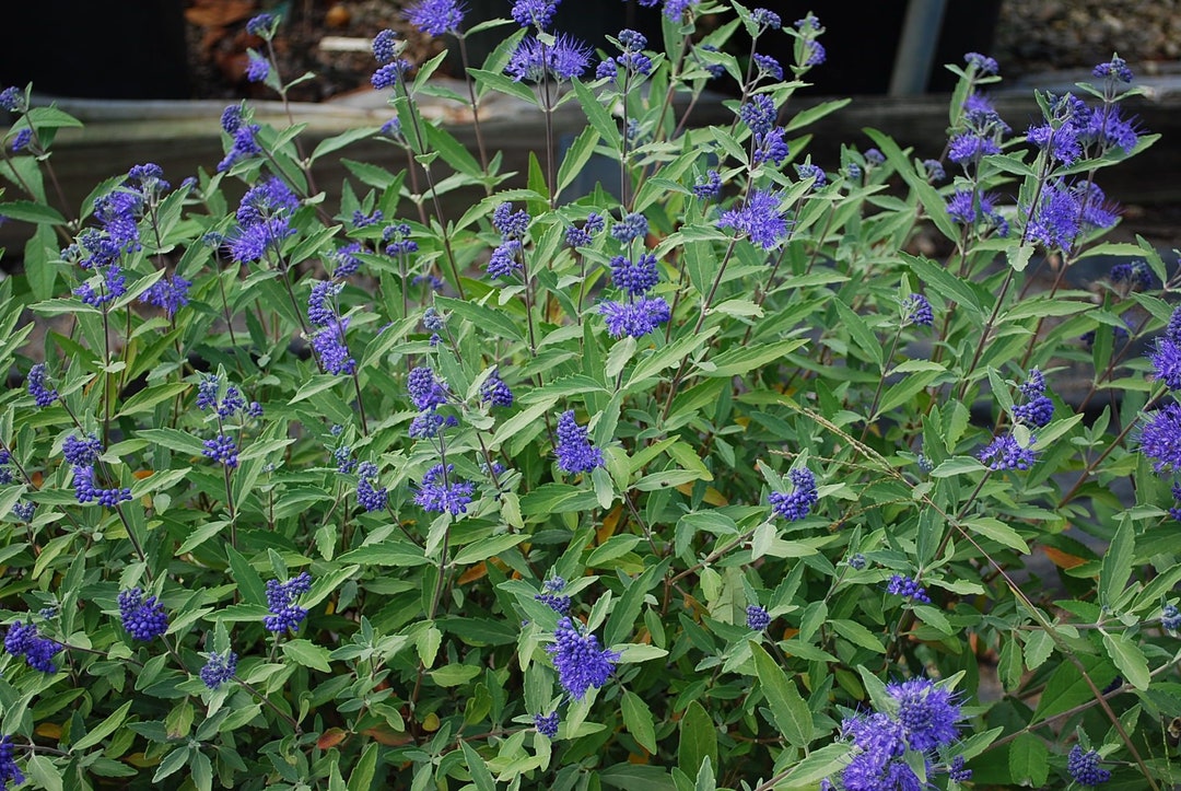 Caryopteris Longwood Blue, Blue Mist Spirea, Bluebeard, 2 Live Plants ...