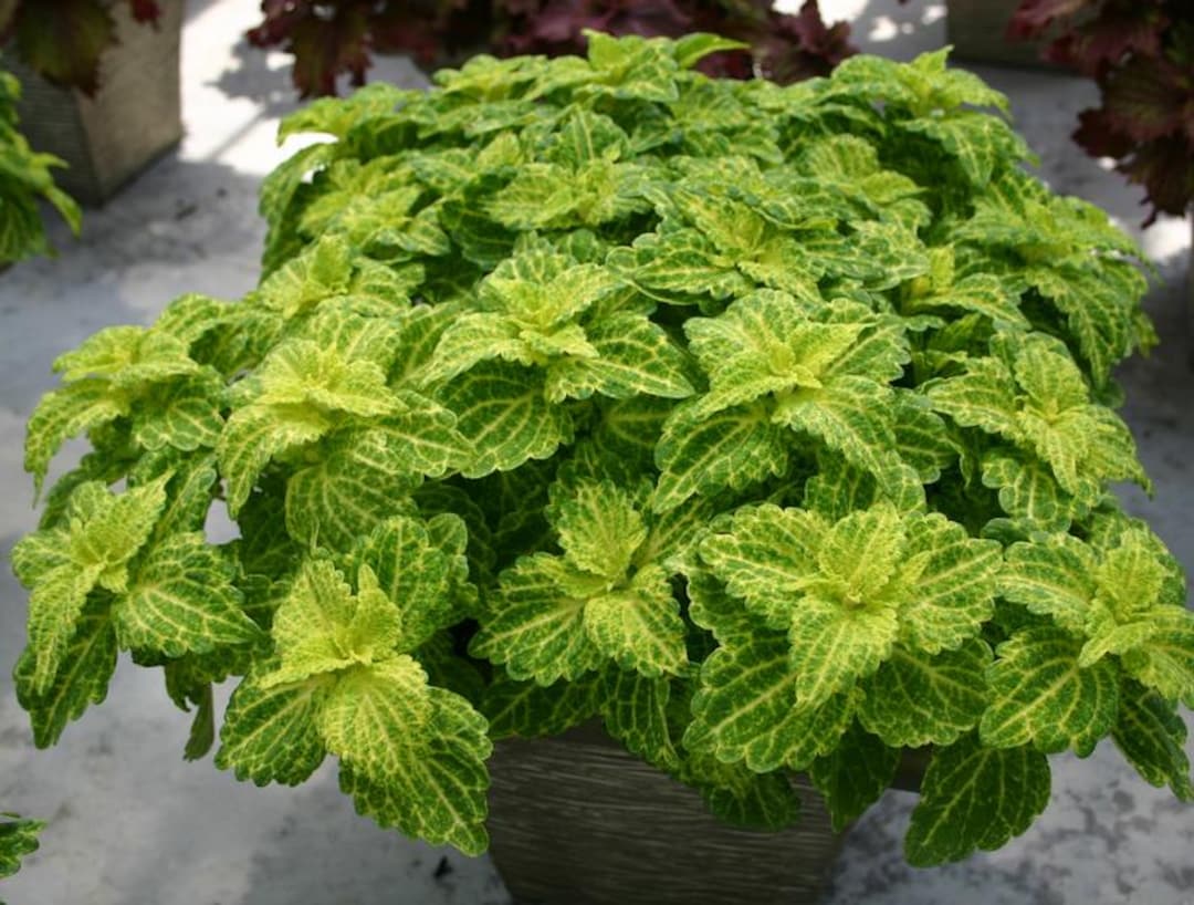 Coleus Charged up Electric Lime , 2 Live Plants, Annual - Etsy