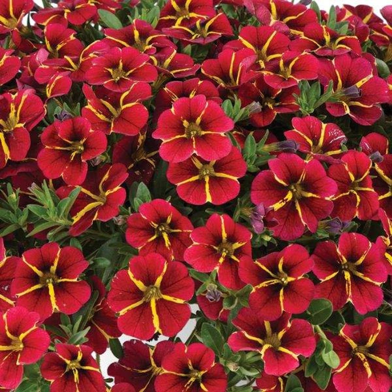 Calibrachoa Seeds - Etsy
