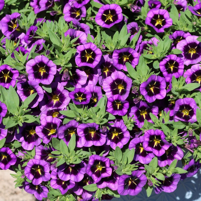 Calibrachoa Seeds - Etsy