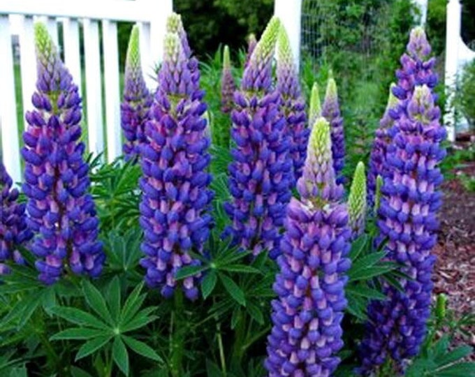 Meadow Lupine Seedslupinus Polyphylluscalifornia Native ...