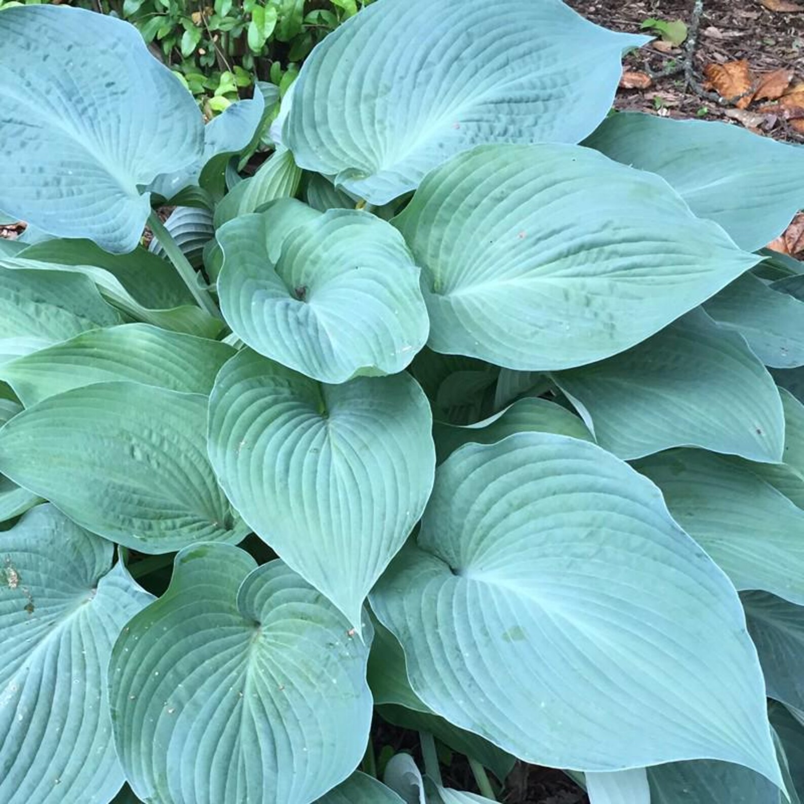 Hosta Blue Angel Plantain Lily, 2 Live Plants, Perennial - Etsy