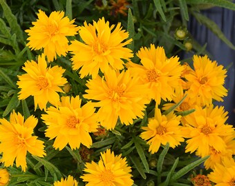 2 Live Coreopsis Verticillata 'zesty Zinger Threadleaf Coreopsis ...