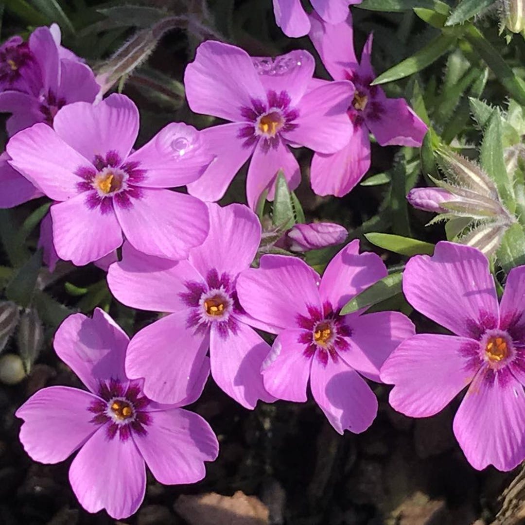 Phlox Subulata Creeping Eye Shadow, 2 Live Plants, Perennial - Etsy
