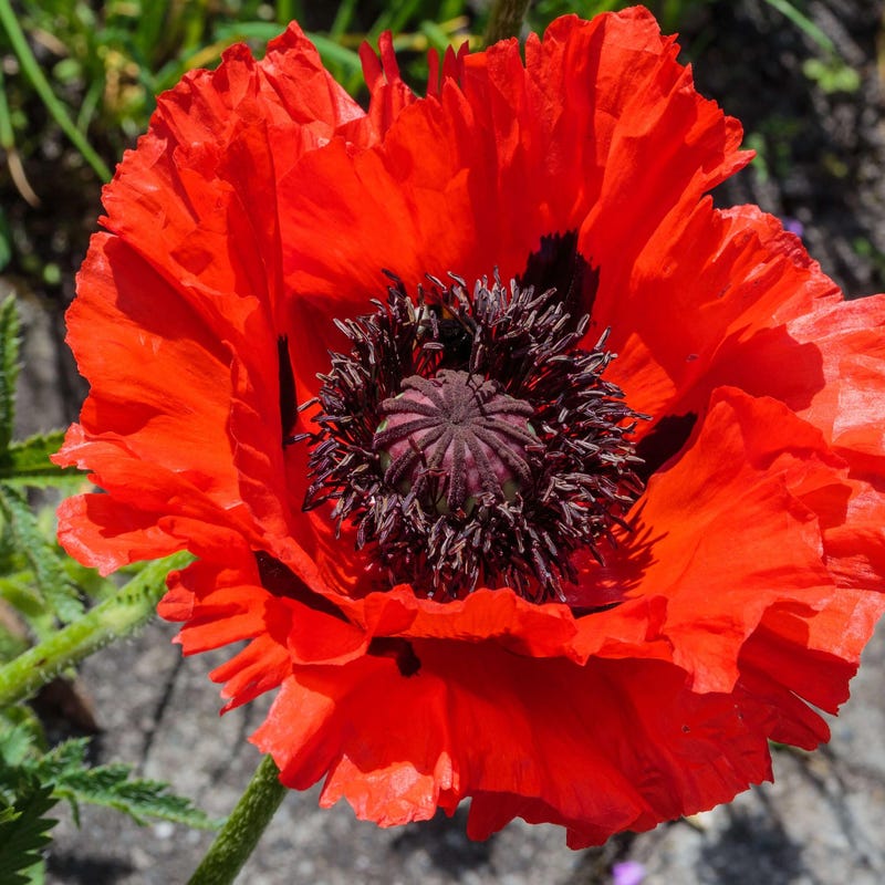 Oriental Poppy - Etsy