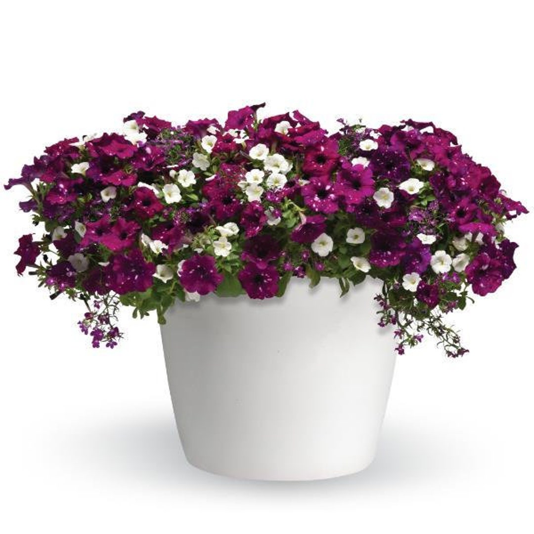 Trixiliner Chemical Attraction, 6 Live Plants in 2 Pots, Annual - Etsy