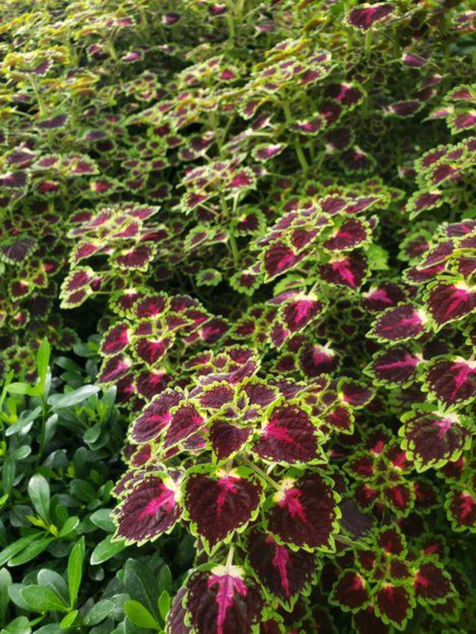 Coleus Great Falls Iguazu Trailing, 2 Live Plants, Annual - Etsy