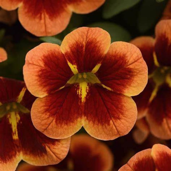 Calibrachoa Seeds - Etsy