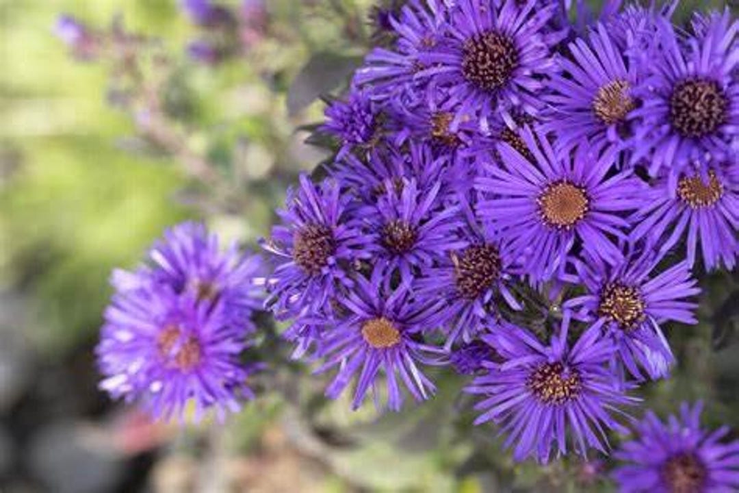 Aster, New England, Grape Crush, 2 Live Plants, Perennial - Etsy