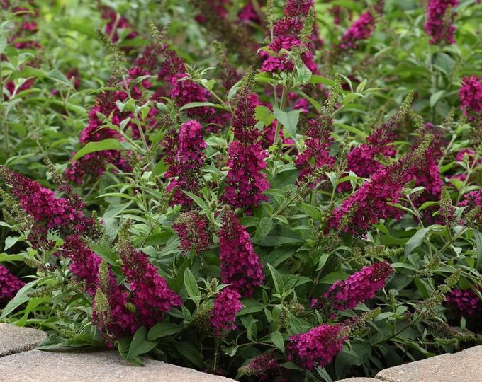Butterfly Bush PUGSTER BLUE® Proven Winners Colorchoice Flowering ...