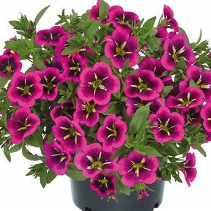Calibrachoa Seeds - Etsy