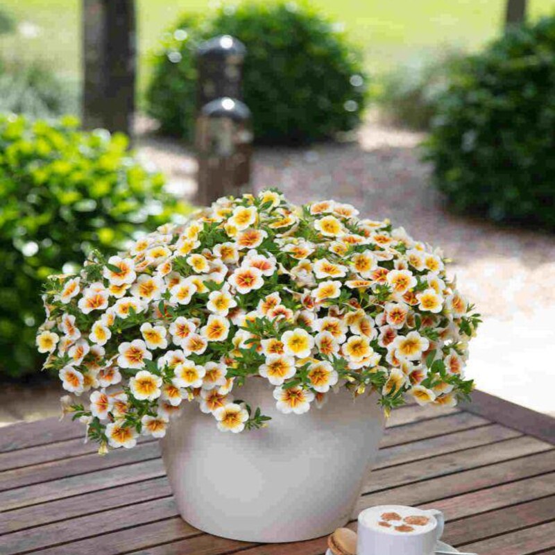 Calibrachoa Seeds - Etsy