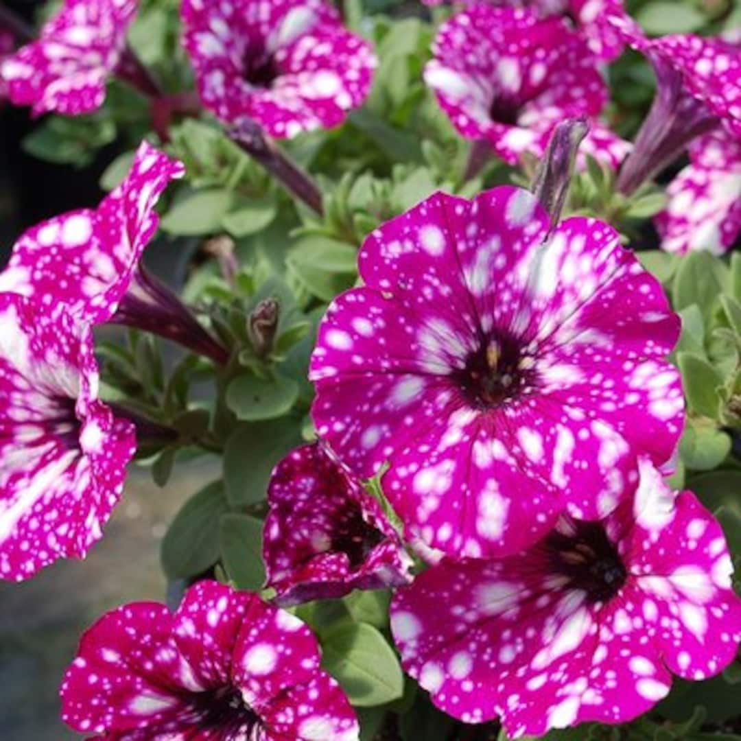2 Petunia Headliner Electric Purple Sky, 2 Live Plants, Annual - Etsy