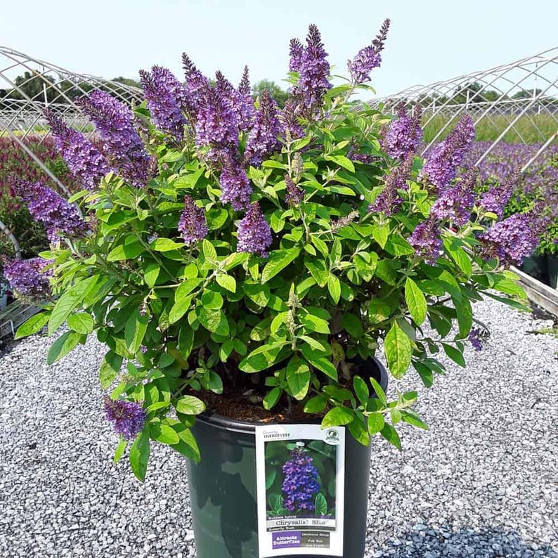 Buddleia Chrysalis Blue Butterfly Bush, 1 Live Plant, Perennial - Etsy