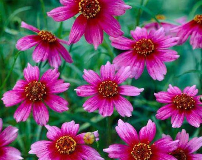 2 Live Coreopsis Verticillata 'zesty Zinger Threadleaf Coreopsis ...