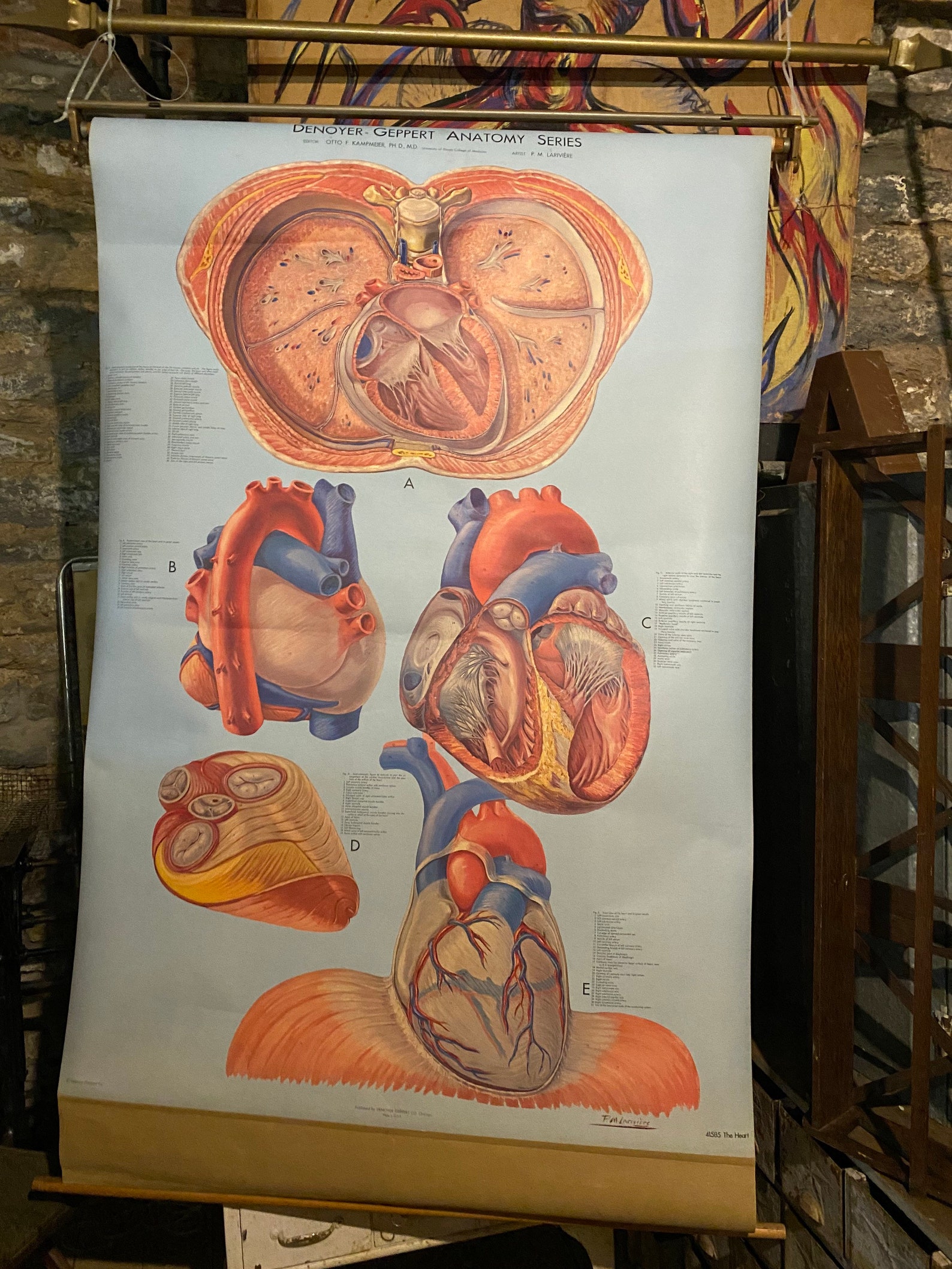 Denoyer-geppert Anatomy Series Heart Circulation School Anatomy Chart ...