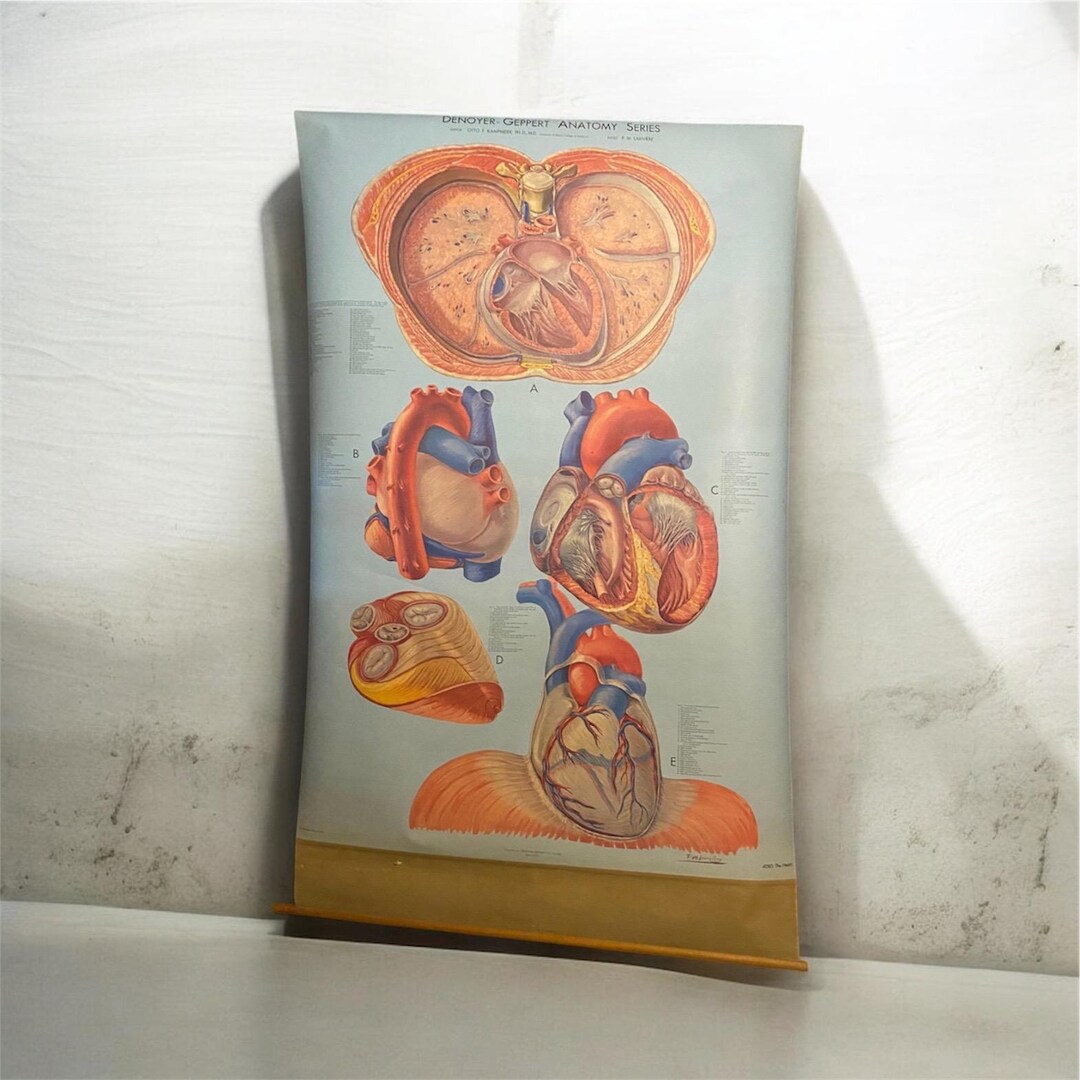 Vintage Denoyer-geppert Heart Anatomy Chart – 1960s Circulatory System ...
