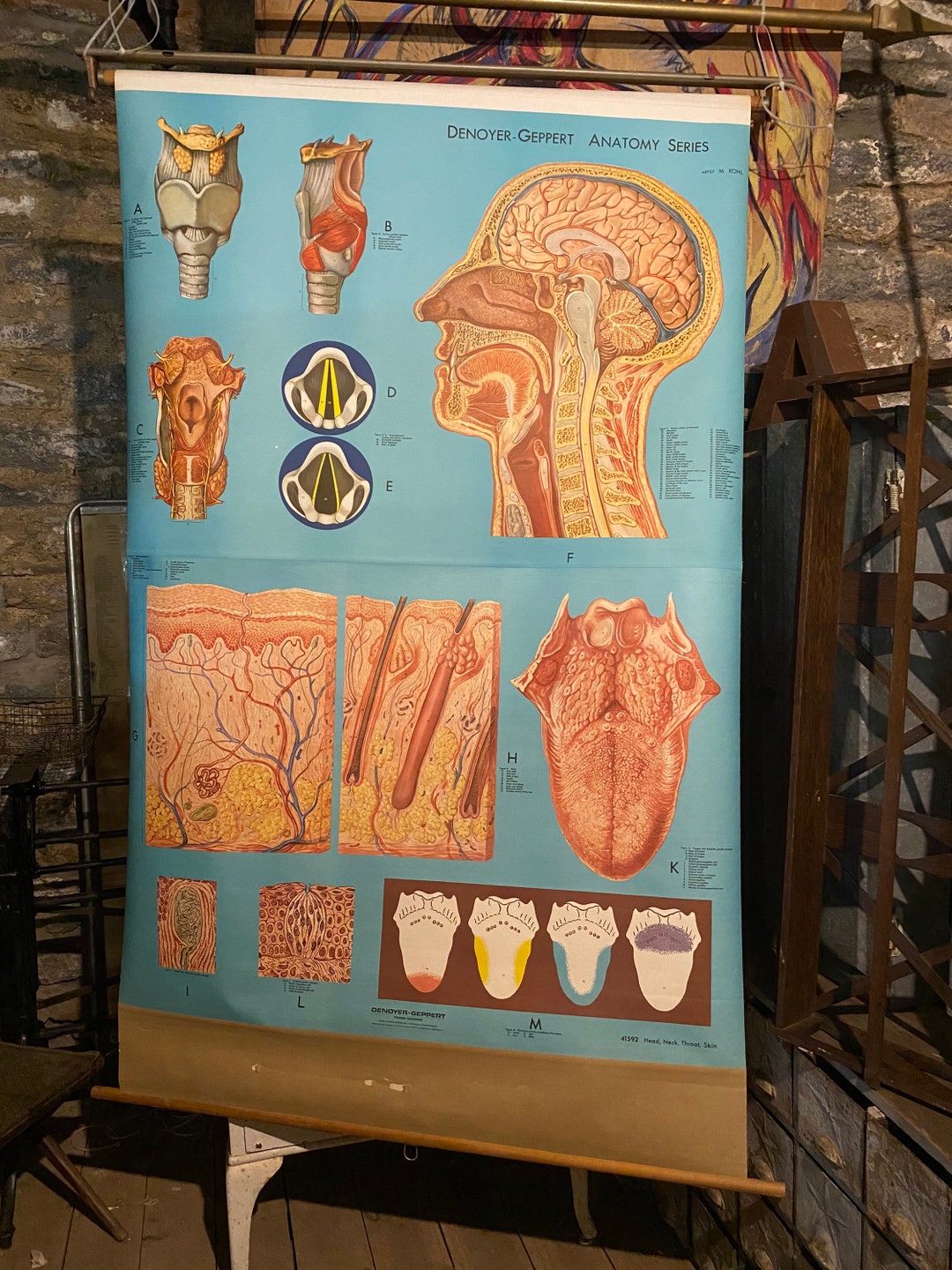 Denoyer-geppert Anatomy Series School Anatomy Chart Medical Nose Throat ...