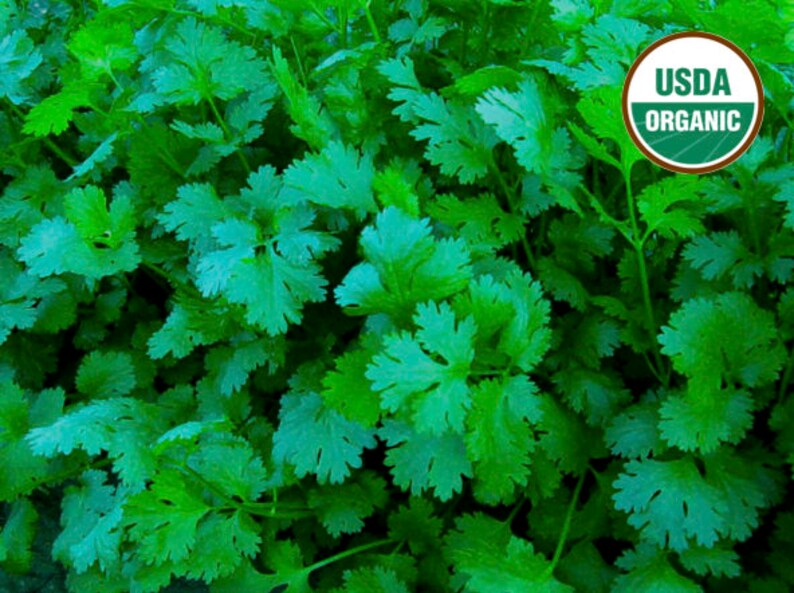 Slow Bolt Cilantro CERTIFIED ORGANIC Seed 1 Packet 150 Seeds | Etsy
