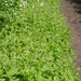 Genovese Heirloom Basil CERTIFIED ORGANIC Seed 1 Packet 100 Seeds - Etsy