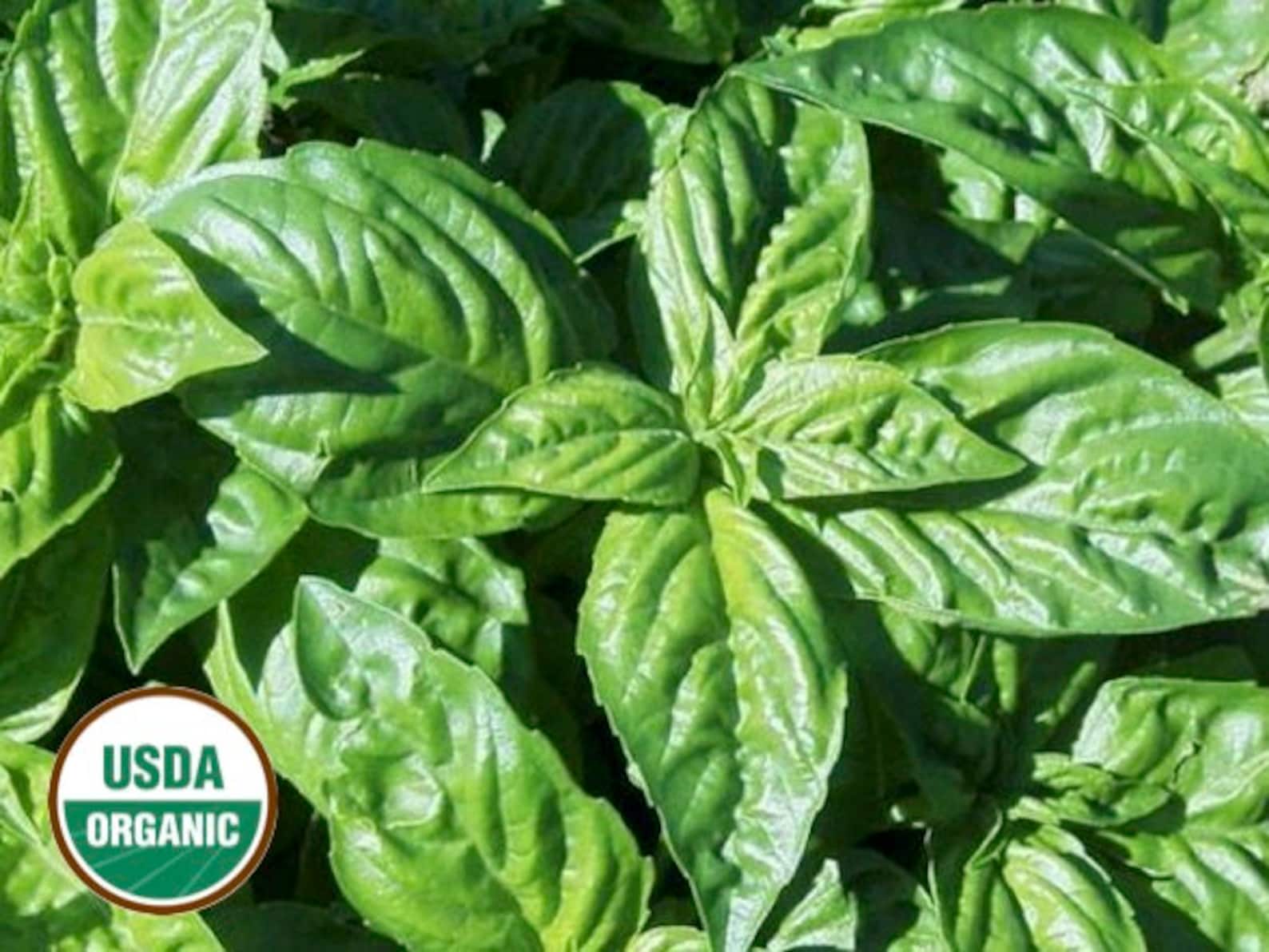 Genovese Heirloom Basil CERTIFIED ORGANIC 1 Packet 100 Seeds - Etsy