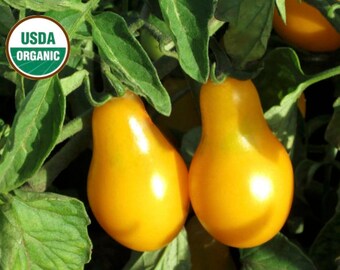 Wisconsin 55 Heirloom Tomato CERTIFIED ORGANIC Seed 1 Packet | Etsy