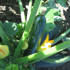 Dark Star Zucchini CERTIFIED ORGANIC Seed 1 Packet 25 Seeds - Etsy