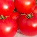 Wisconsin 55 Heirloom Tomato CERTIFIED ORGANIC Seed 1 Packet 25 Seeds ...