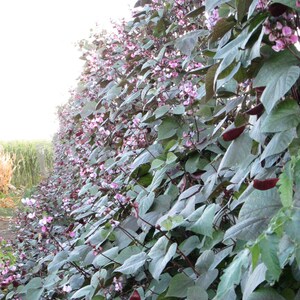 Dakota Majestic Hyacinth Vine CERTIFIED ORGANIC Seed 1 Packet - Etsy