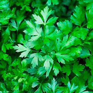 Slow Bolt cilantro CERTIFIED ORGANIC seed 1 packet 150 seeds | Etsy